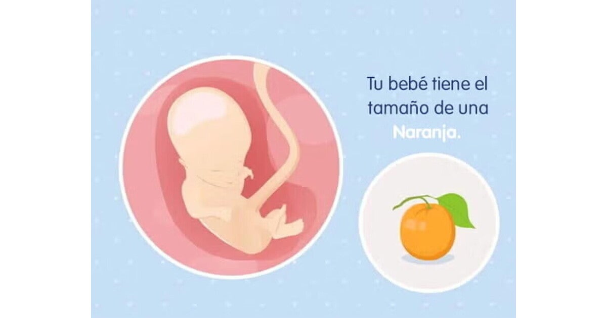 14 semanas de embarazo: tu semana a semana | Nestlé FamilyNes